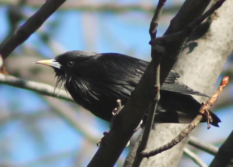 Spotless starling - Facts, Diet, Habitat & Pictures on Animalia.bio