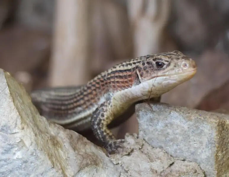 Sudan plated lizard - Facts, Diet, Habitat & Pictures on Animalia.bio