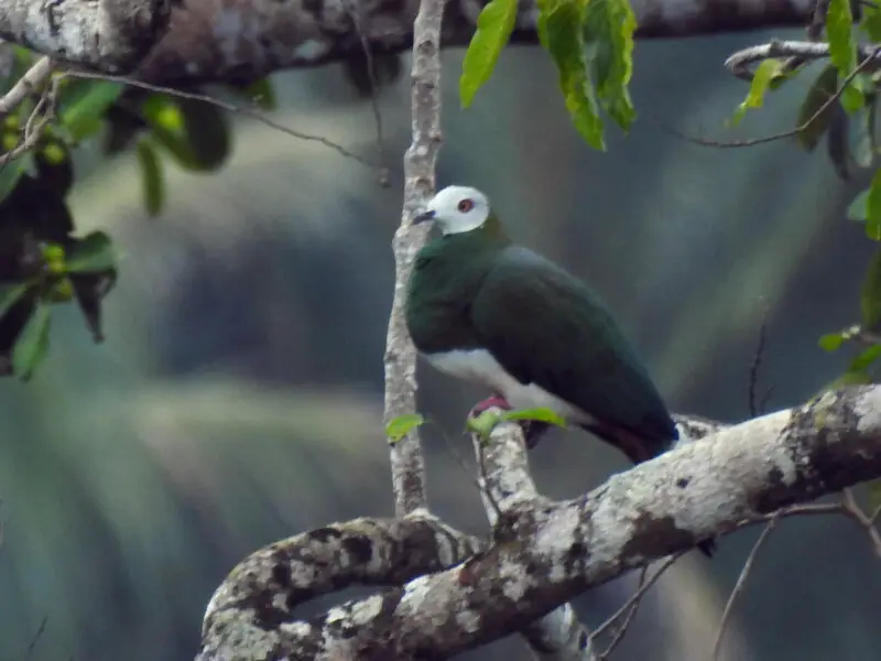Turacoena manadensis - факти, дієта, ареал і фотографії на Animalia.bio