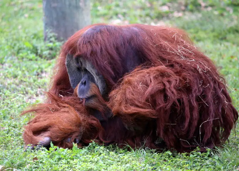 Sumatran Orangutan - Facts, Diet, Habitat & Pictures on Animalia.bio