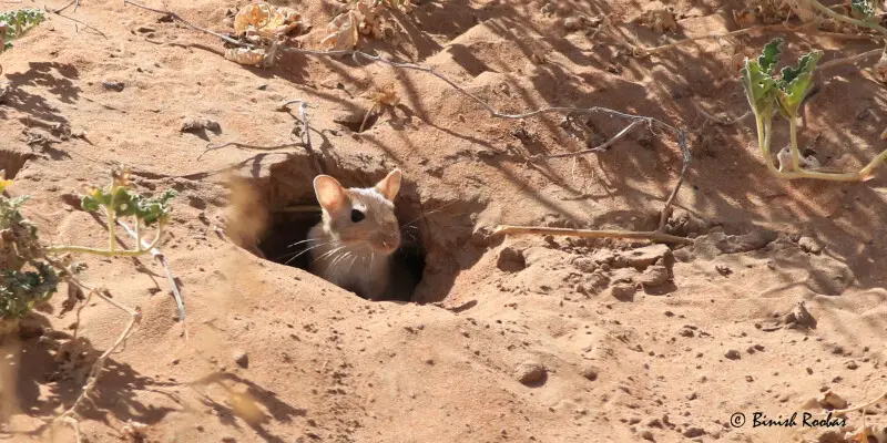 Meriones crassus - факти, дієта, ареал і фотографії на Animalia.bio