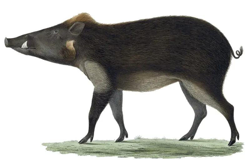 Javan warty pig - Facts, Diet, Habitat & Pictures on Animalia.bio