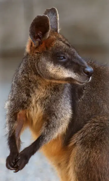 Swamp Wallaby - Facts, Diet, Habitat & Pictures on Animalia.bio