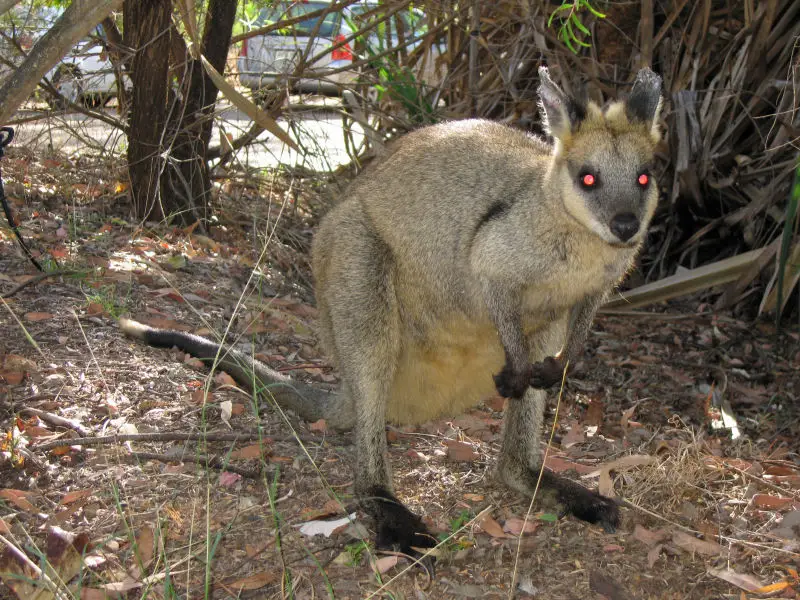 Swamp Wallaby - Facts, Diet, Habitat & Pictures on Animalia.bio