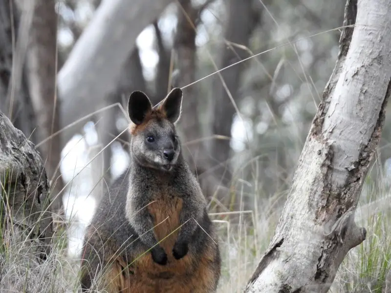Swamp Wallaby - Facts, Diet, Habitat & Pictures on Animalia.bio