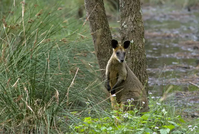 Swamp Wallaby - Facts, Diet, Habitat & Pictures on Animalia.bio
