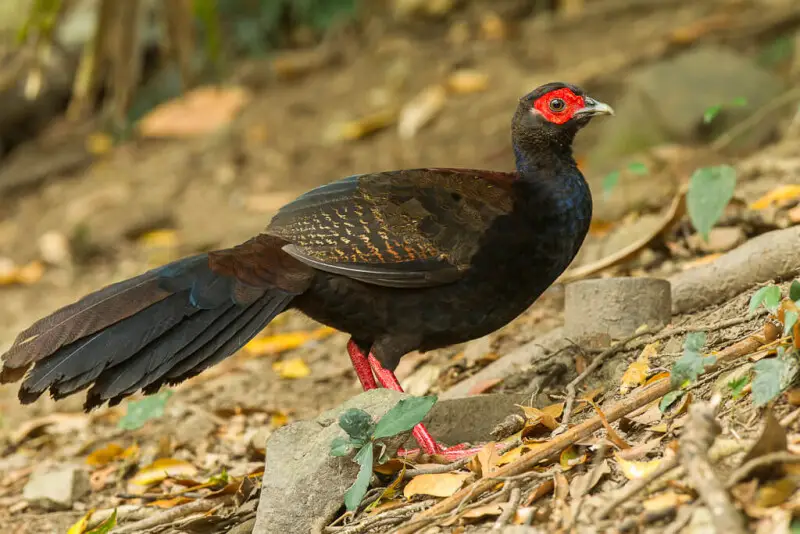 Swinhoe's pheasant - Facts, Diet, Habitat & Pictures on Animalia.bio