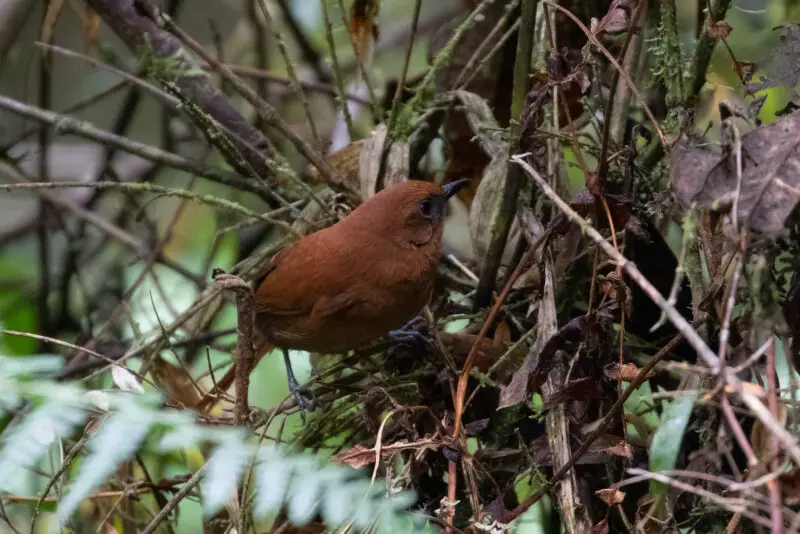 Rufous spinetail - Facts, Diet, Habitat & Pictures on Animalia.bio