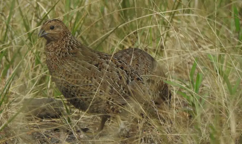 Brown quail - Facts, Diet, Habitat & Pictures on Animalia.bio
