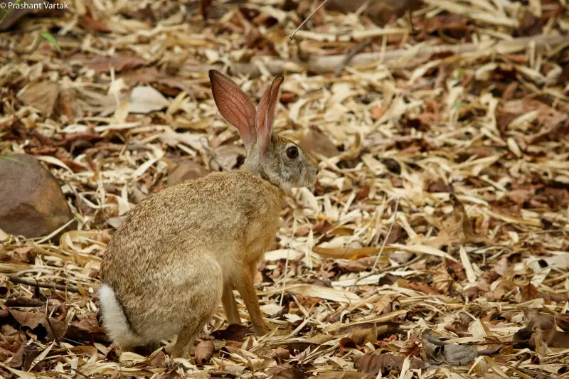 Indian hare - Facts, Diet, Habitat & Pictures on Animalia.bio