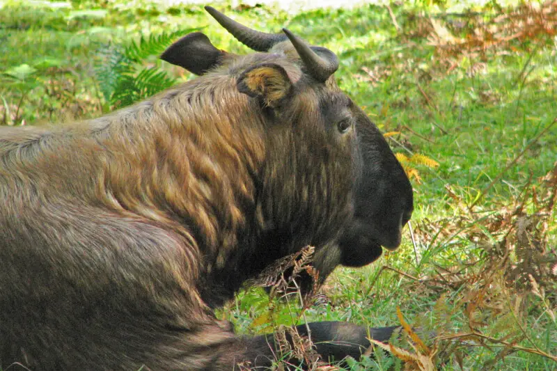 Bhutan takin - Facts, Diet, Habitat & Pictures on Animalia.bio