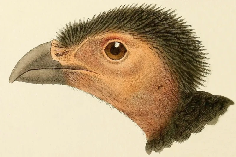 Великоніг буродзьобий - факти, дієта, ареал і фотографії на Animalia.bio