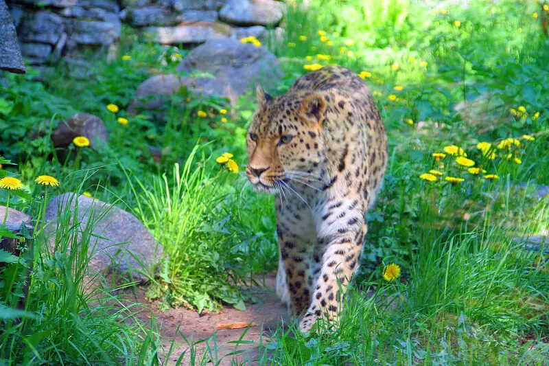 Amur leopard - Facts, Diet, Habitat & Pictures on Animalia.bio
