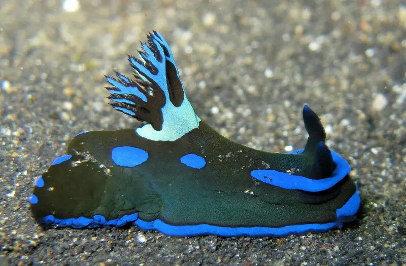 Tambja morosa - Facts, Diet, Habitat & Pictures on Animalia.bio