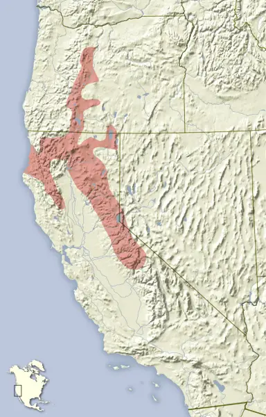 Allen's chipmunk - Facts, Diet, Habitat & Pictures on Animalia.bio