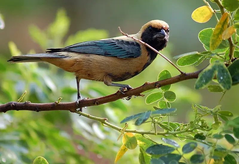 Tangara cayana - Facts, Diet, Habitat & Pictures on Animalia.bio
