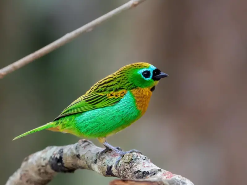 Tangara desmaresti - факти, дієта, ареал і фотографії на Animalia.bio