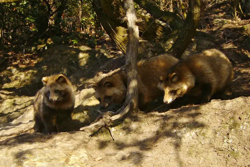 Japanese raccoon dog - Facts, Diet, Habitat & Pictures on Animalia.bio