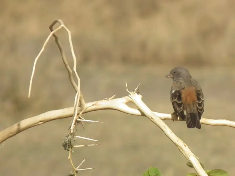 Swahili sparrow - Facts, Diet, Habitat & Pictures on Animalia.bio