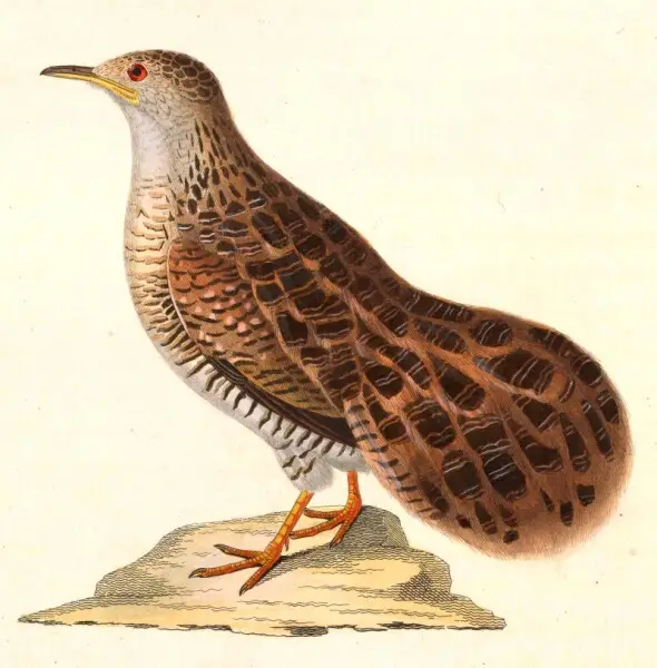 Dwarf tinamou - Facts, Diet, Habitat & Pictures on Animalia.bio