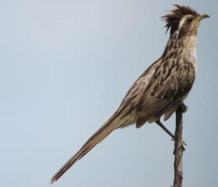 Tapera naevia - Facts, Diet, Habitat & Pictures on Animalia.bio