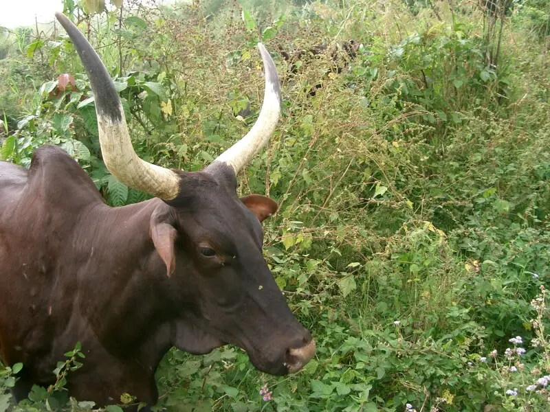 Zebu - Facts, Diet, Habitat & Pictures on Animalia.bio
