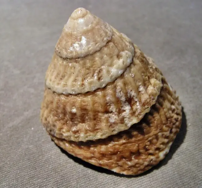 Tegula regina - Facts, Diet, Habitat & Pictures on Animalia.bio