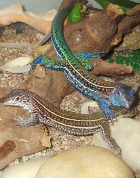 Teius teyou - Facts, Diet, Habitat & Pictures on Animalia.bio