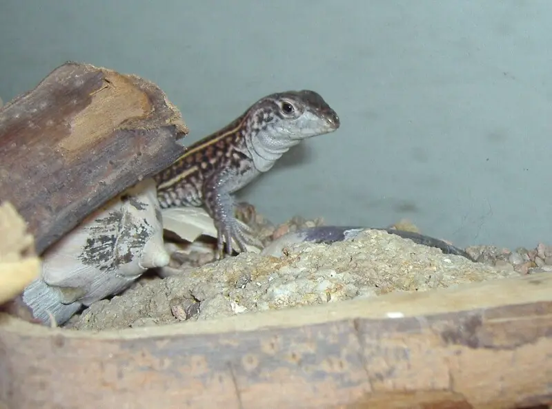 Teius teyou - Facts, Diet, Habitat & Pictures on Animalia.bio