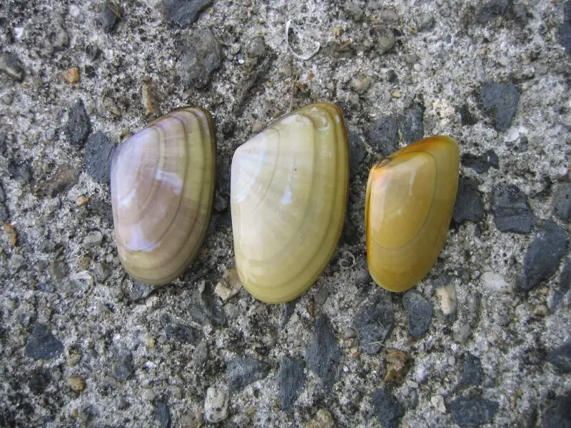 Donax trunculus - Facts, Diet, Habitat & Pictures on Animalia.bio