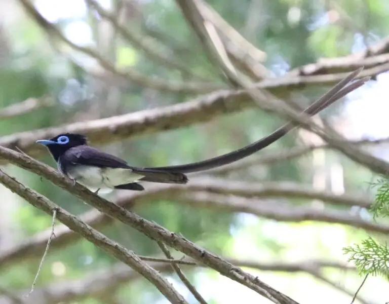 Japanese paradise flycatcher - Facts, Diet, Habitat & Pictures on ...