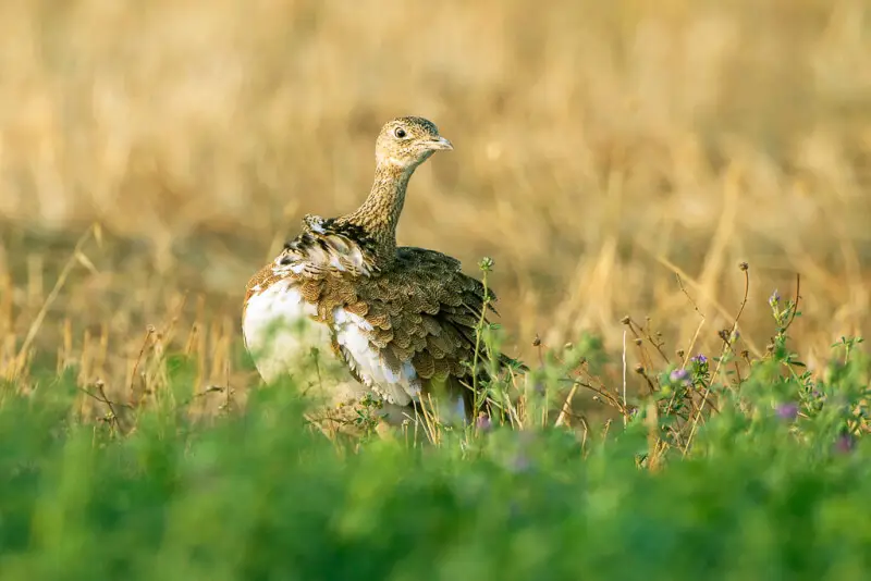 Little bustard - Facts, Diet, Habitat & Pictures on Animalia.bio