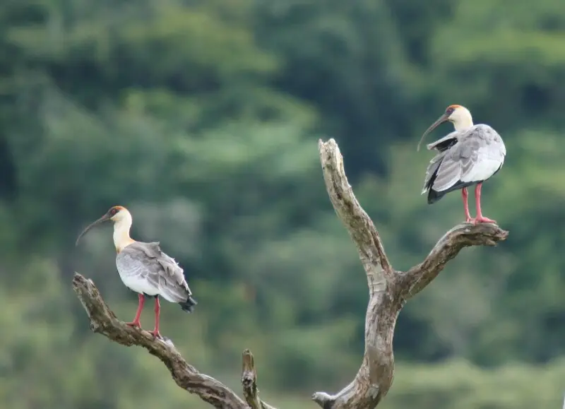 Buff-necked ibis - Facts, Diet, Habitat & Pictures on Animalia.bio