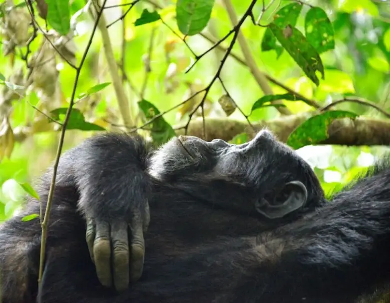 Eastern chimpanzee - Facts, Diet, Habitat & Pictures on Animalia.bio Eastern chimpanzee - Facts, Diet, Habitat & Pictures on Animalia.bio