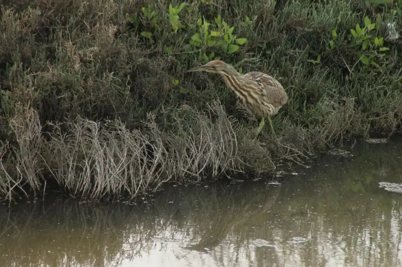 American Bittern - Facts, Diet, Habitat & Pictures on Animalia.bio
