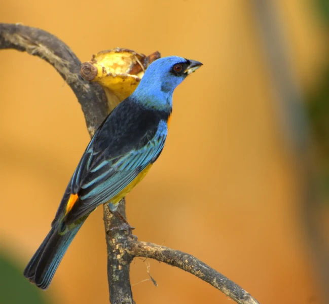 Blue-and-yellow tanager - Facts, Diet, Habitat & Pictures on Animalia.bio