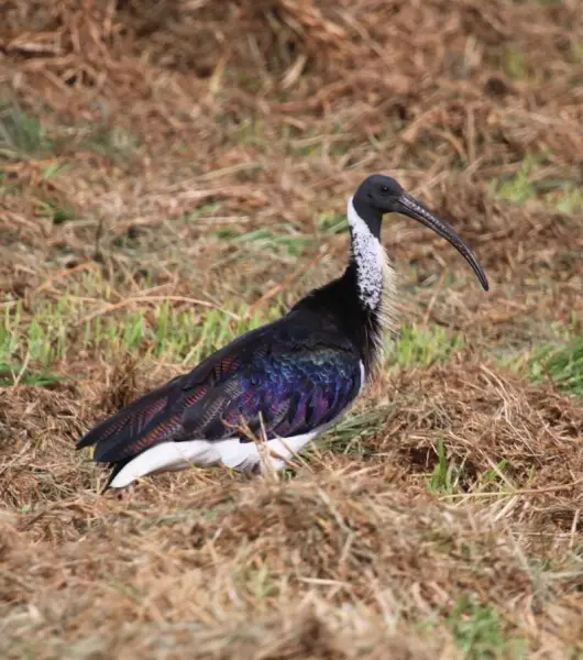 Straw-necked ibis - Facts, Diet, Habitat & Pictures on Animalia.bio