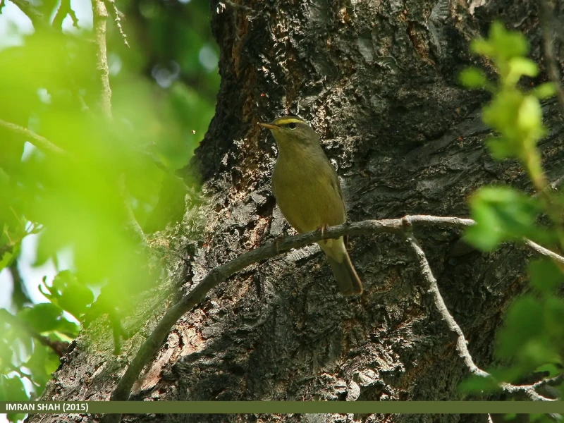 Вівчарик гімалайський - факти, дієта, ареал і фотографії на Animalia.bio