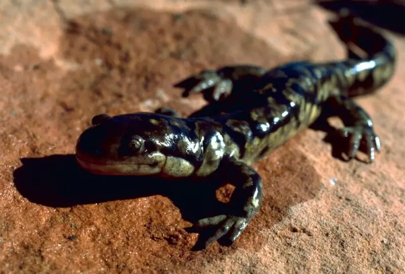 Tiger salamander - Facts, Diet, Habitat & Pictures on Animalia.bio