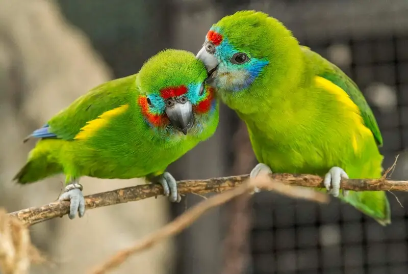 Cyclopsitta diophthalma - Facts, Diet, Habitat & Pictures on Animalia.bio