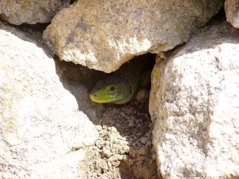 Ocellated lizard - Facts, Diet, Habitat & Pictures on Animalia.bio