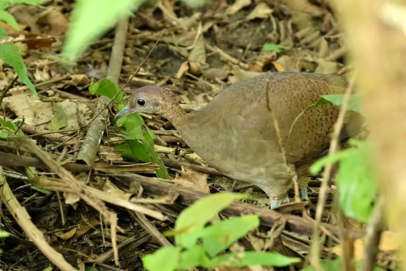 Great tinamou - Facts, Diet, Habitat & Pictures on Animalia.bio