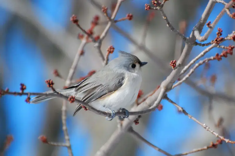 Tufted Titmouse - Facts, Diet, Habitat & Pictures on Animalia.bio