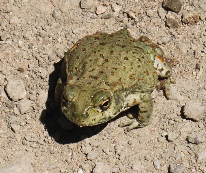 Red-spotted toad - Facts, Diet, Habitat & Pictures on Animalia.bio