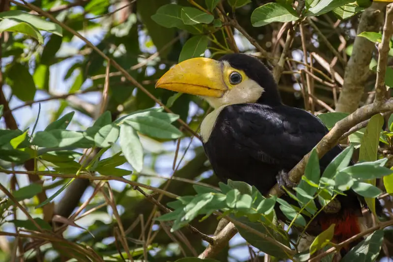 Toco Toucan - Facts, Diet, Habitat & Pictures on Animalia.bio