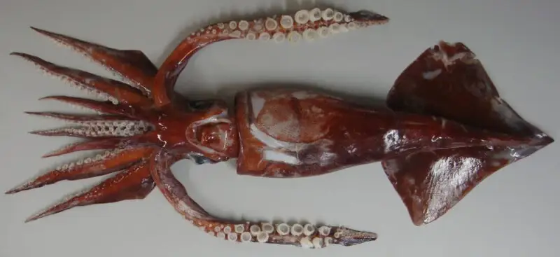 Antarctic flying squid - Facts, Diet, Habitat & Pictures on Animalia.bio