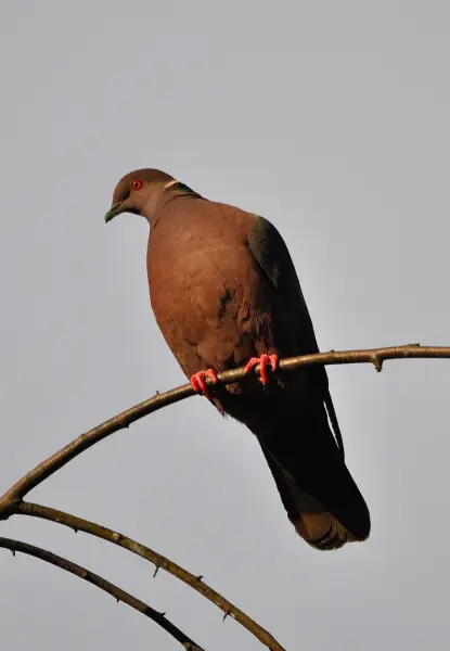 Chilean pigeon - Facts, Diet, Habitat & Pictures on Animalia.bio