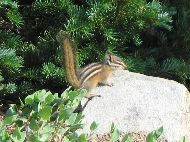 Townsend's Chipmunk - Facts, Diet, Habitat & Pictures on Animalia.bio