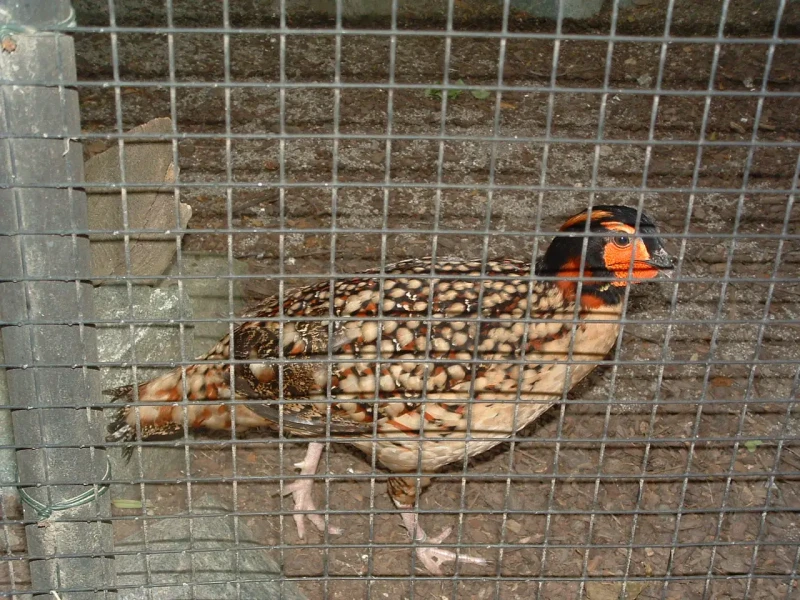Tragopan caboti - факти, дієта, ареал і фотографії на Animalia.bio