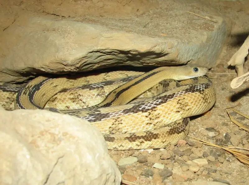 Trans-Pecos rat snake - Facts, Diet, Habitat & Pictures on Animalia.bio